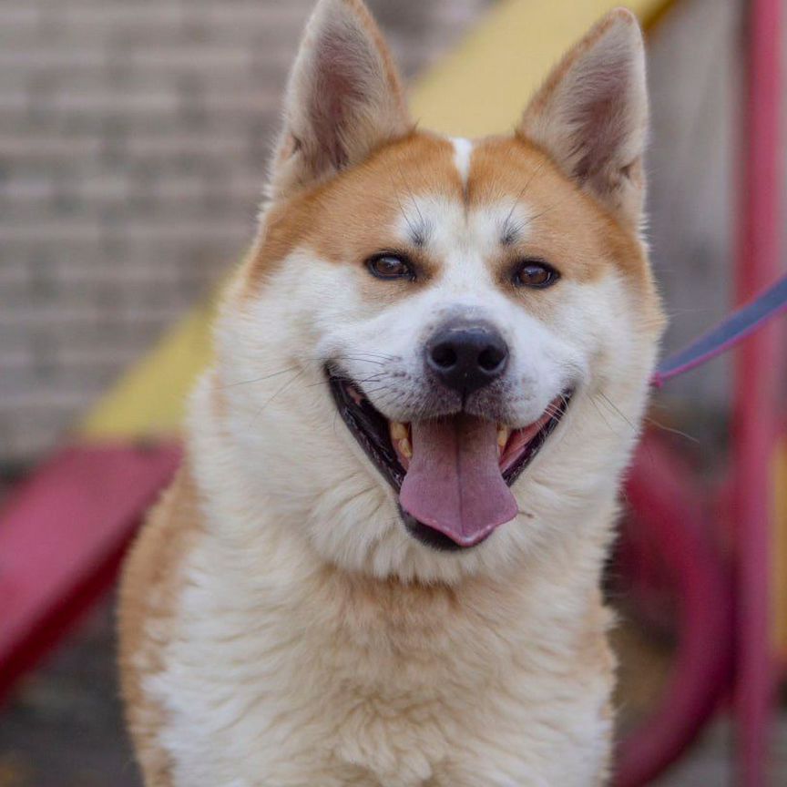 Акита ину бесплатно