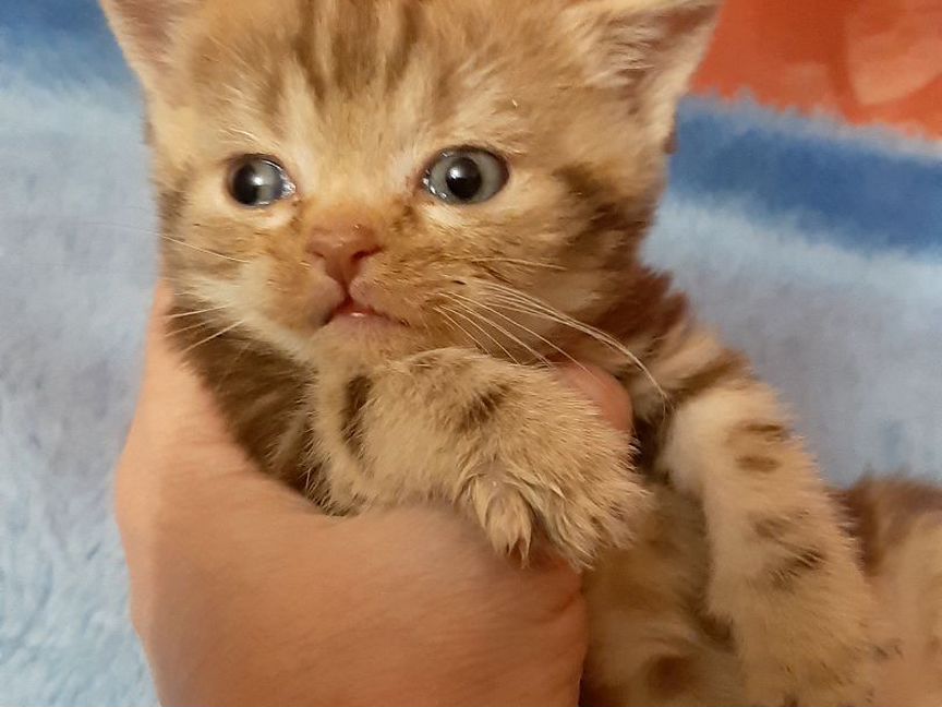 Шотландская кошечка