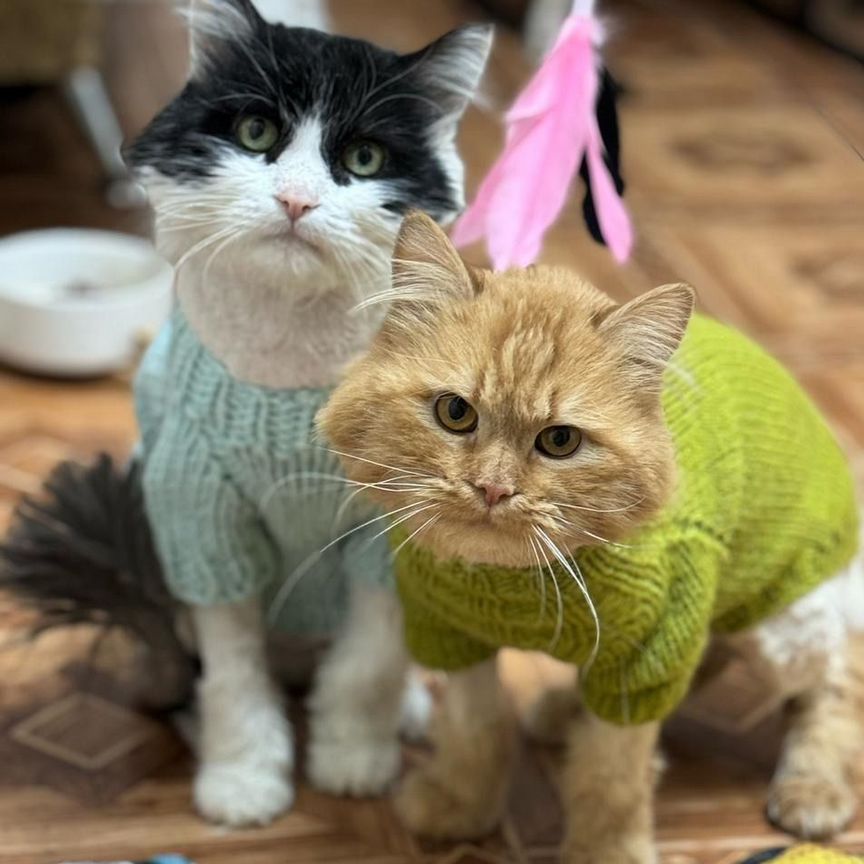 Рыжий кот