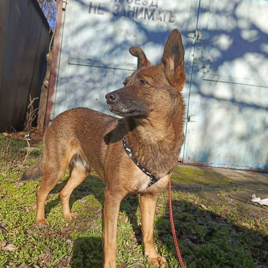 Небольшой олененок Бемби для дружбы со всеми