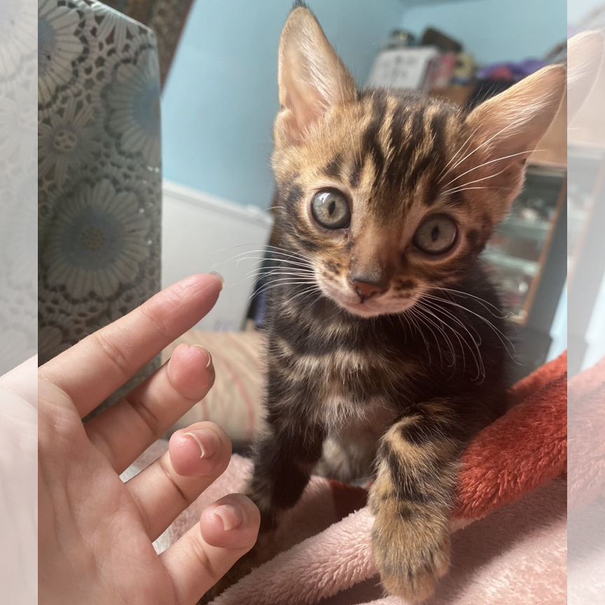 Бенгальские котенок