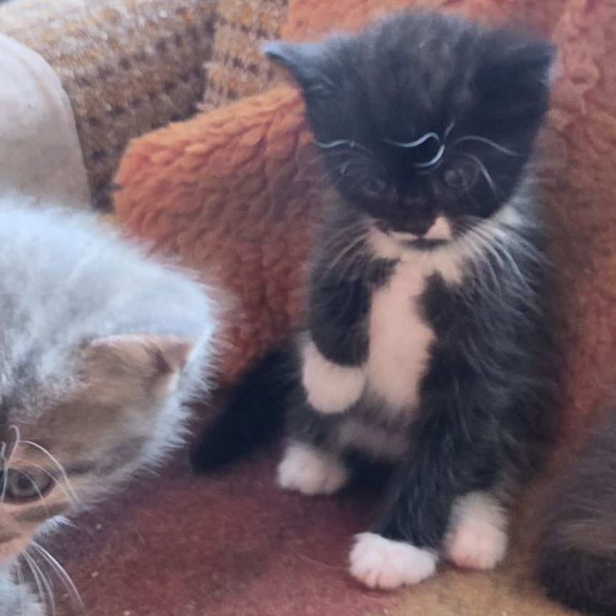 Котёнок в добрые руки