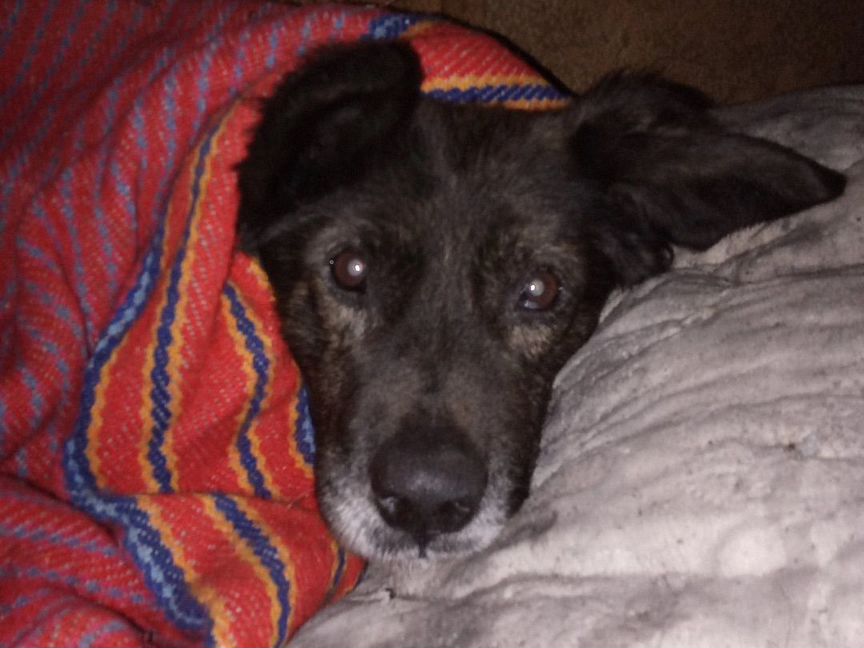 Избитый пожилой пес ищет дом