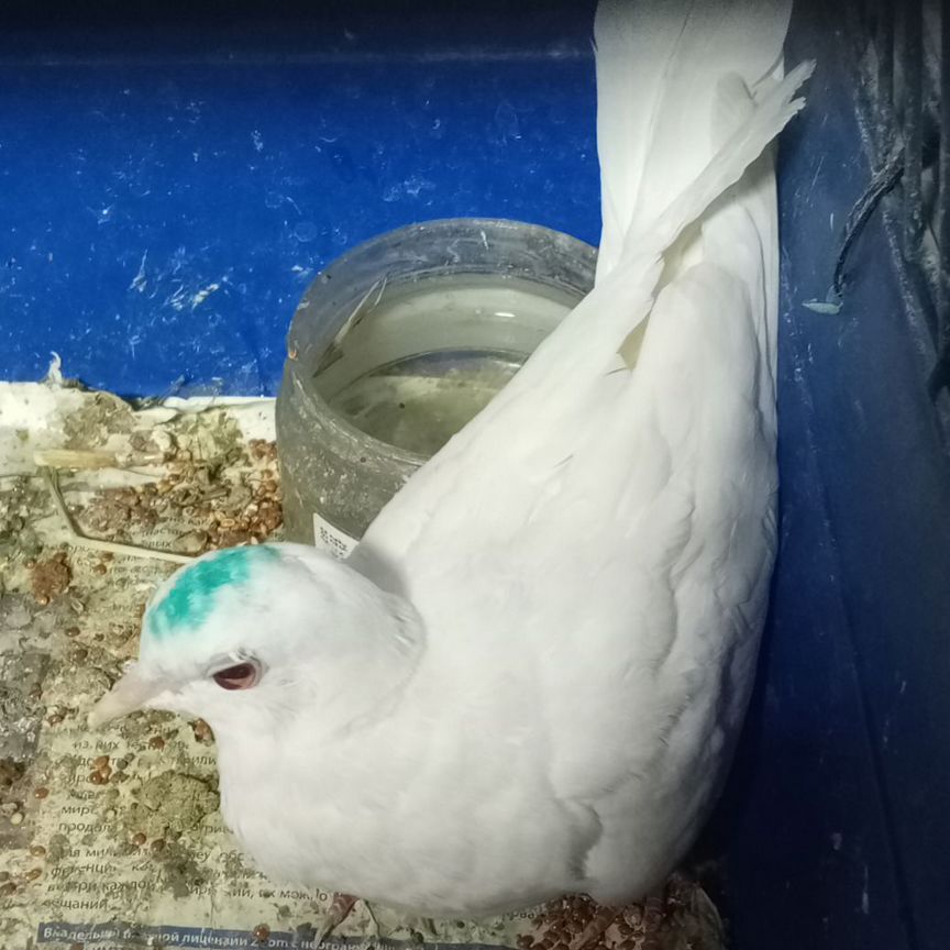 Продажа голубей