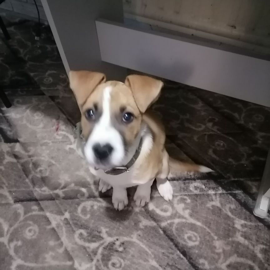 Стафарширский терьер