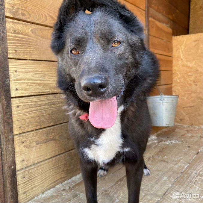 Собаке очень одиноко в приюте