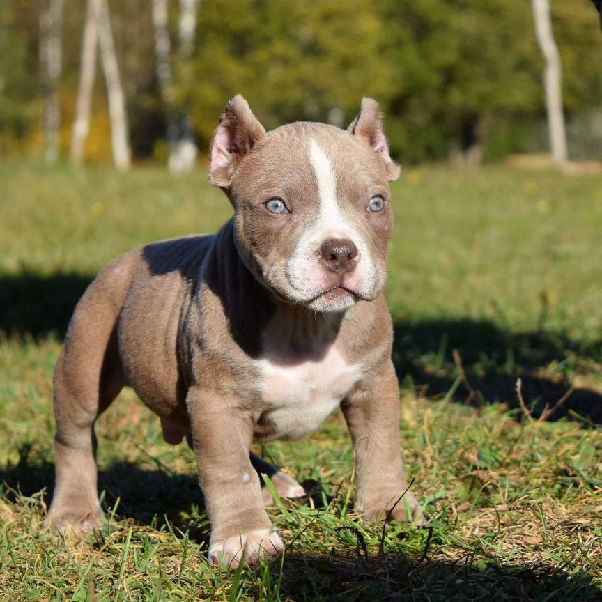 Американский булли микро мальчик