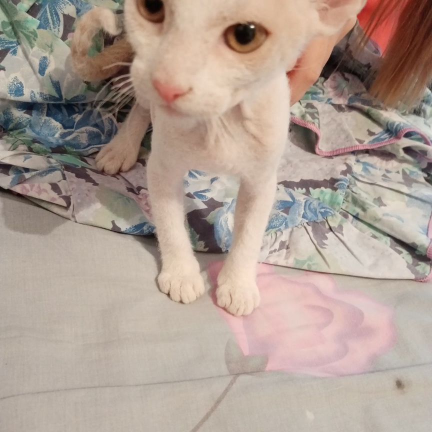 Котята сфинкс