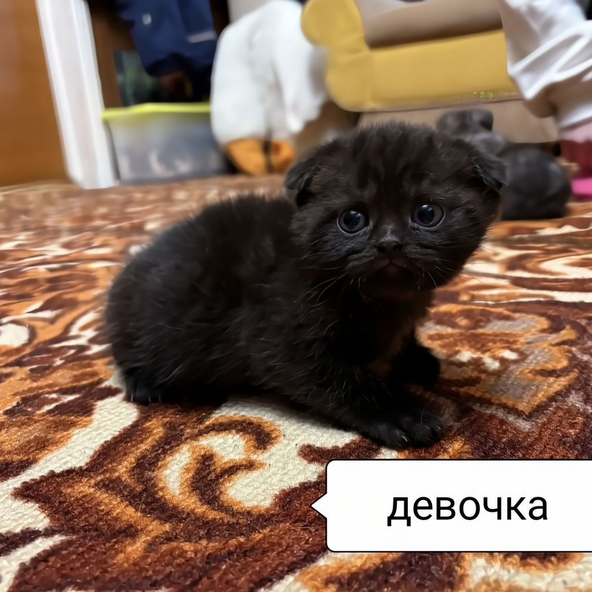 Британский короткошёрстный котёнок