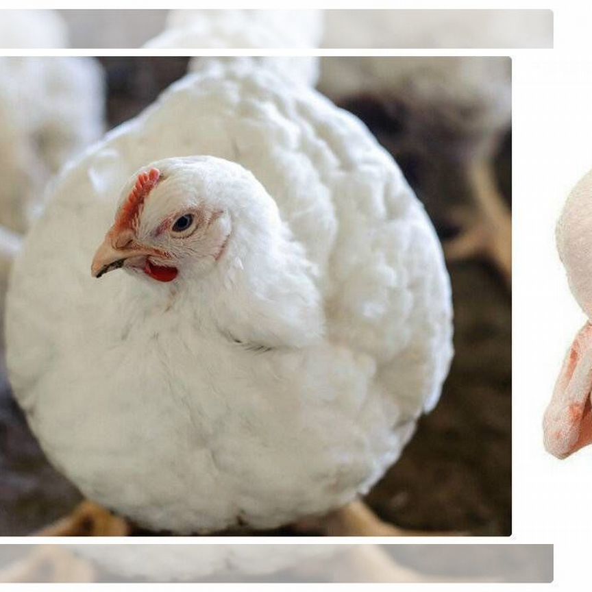 Домашние куры бройлеры