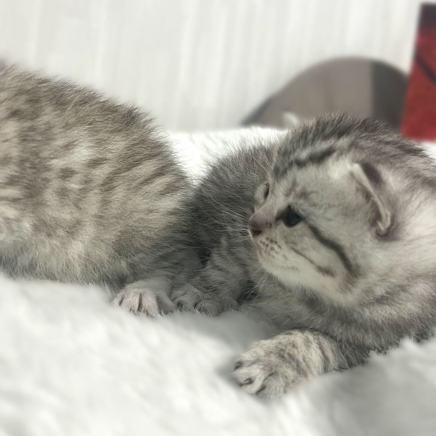 Шотландский прямоухий короткошёрстный котёнок