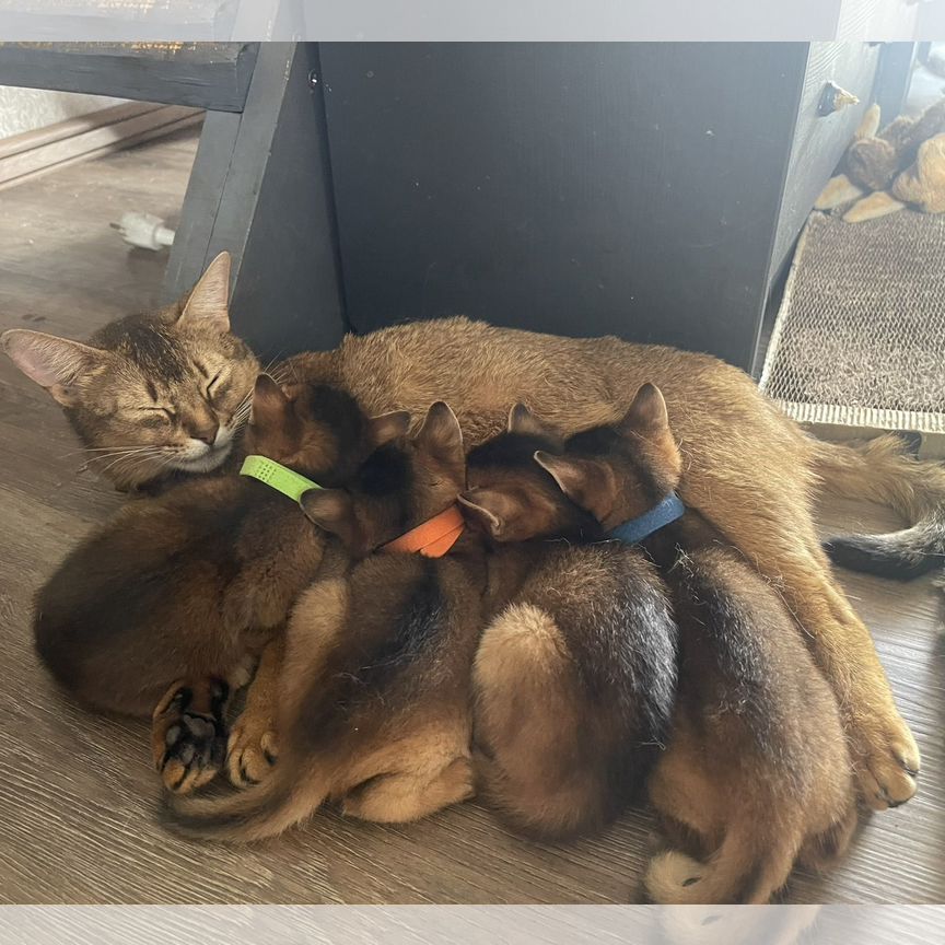 Абиссинский котёнок