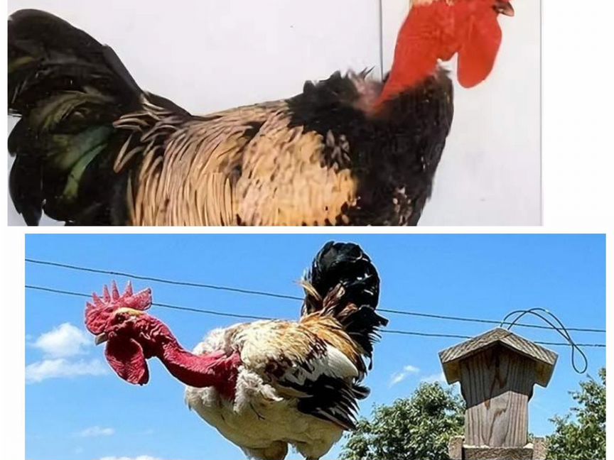 Молодые петухи