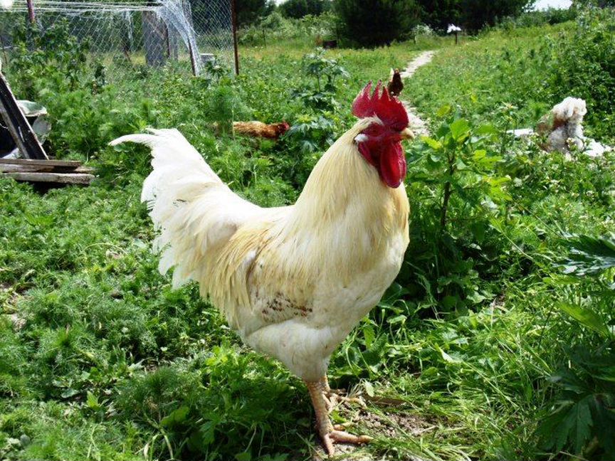 Отдам петуха