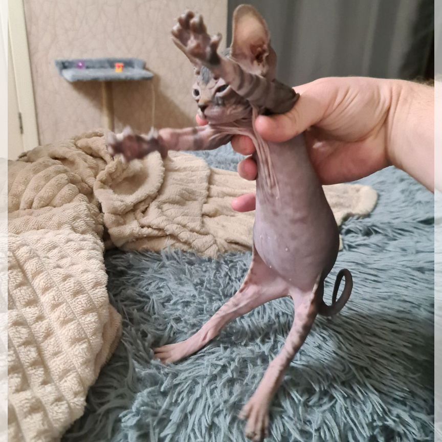 Сфинкс бамбино long