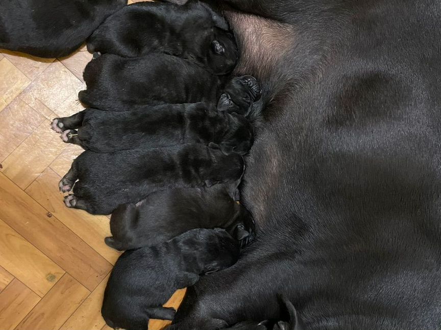 Собаки щенки кане корсо