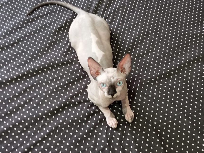 Сфинкс мальчик