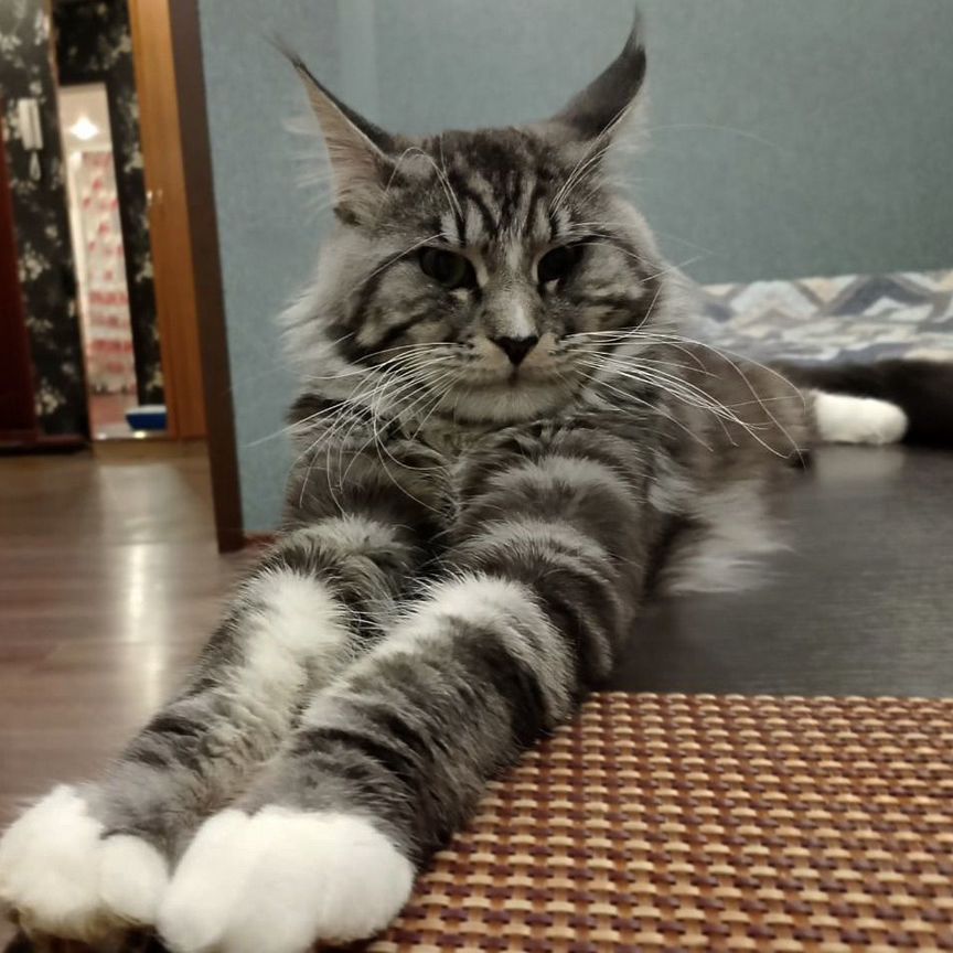 Мейн-кун, кот вязка