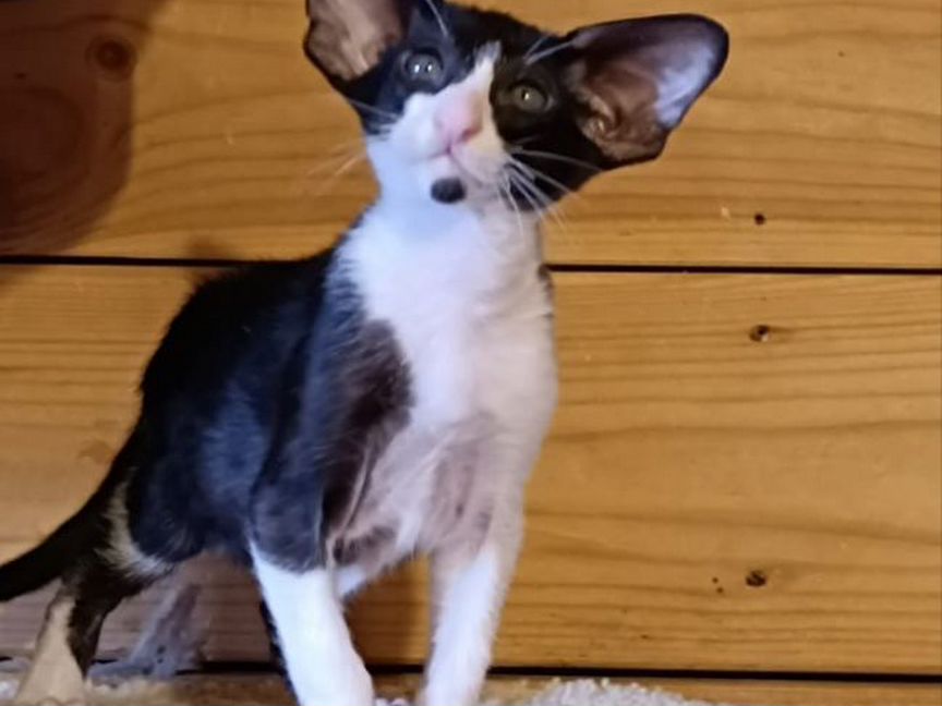 Ориентальный мальчик в современном типе