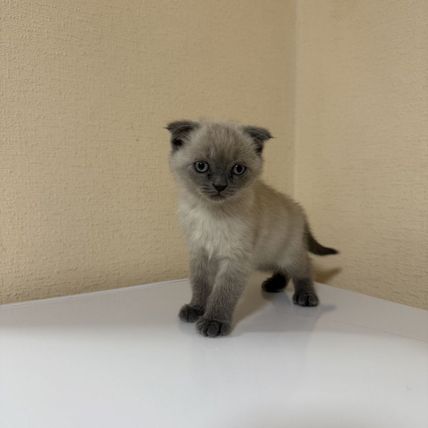 Шотландский вислоухий короткошёрстный котёнок