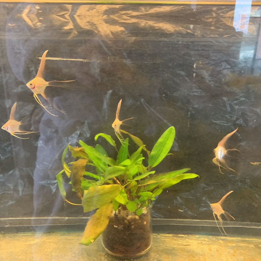 Мальки золотых скалярий, 3 месяца