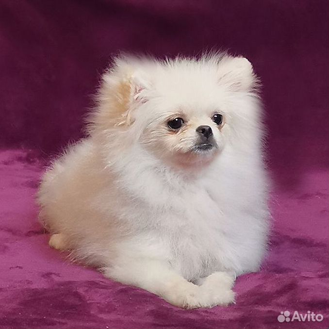 Померанский шпиц. Девочка - подросток