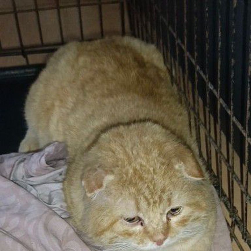 Котик в очень хорошие руки