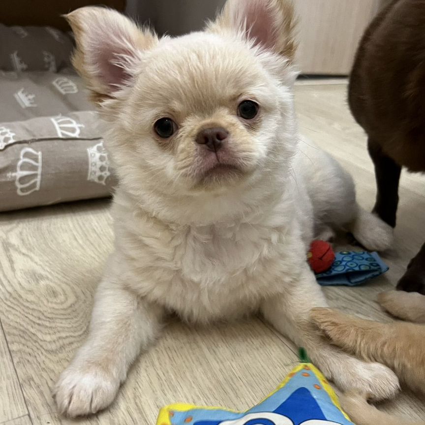 Идеадьный кобель РКФ