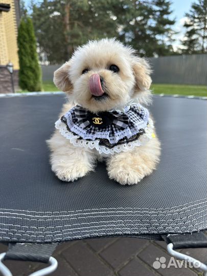 Мини мальтипу, девочка, крови Корея. 5,5 мес