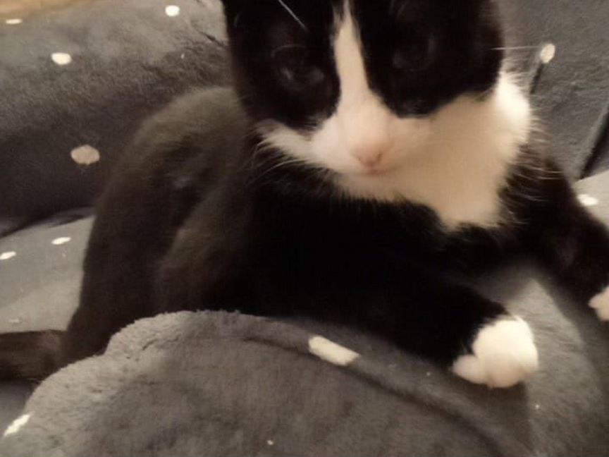 Котик