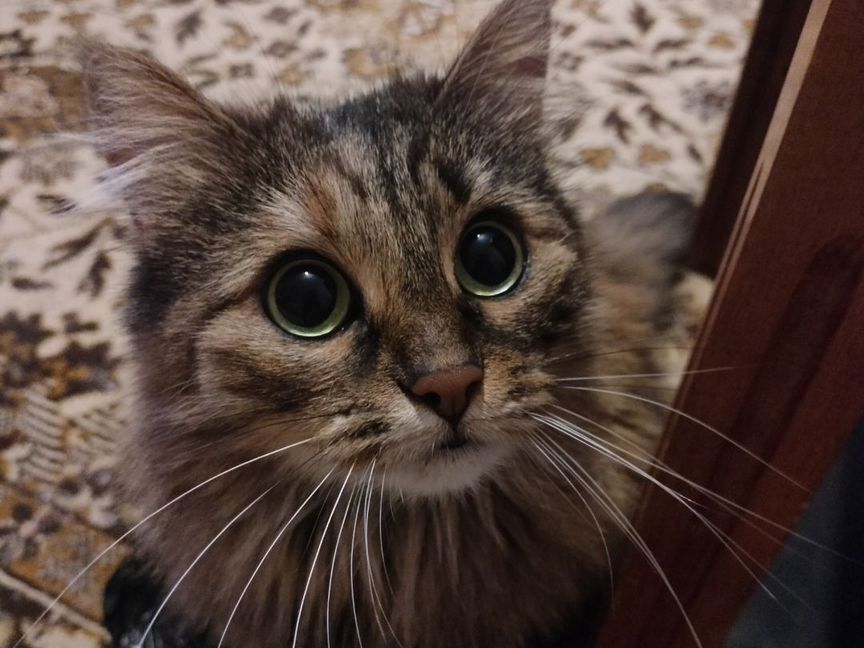 Отдам кошку Маню в добрые руки