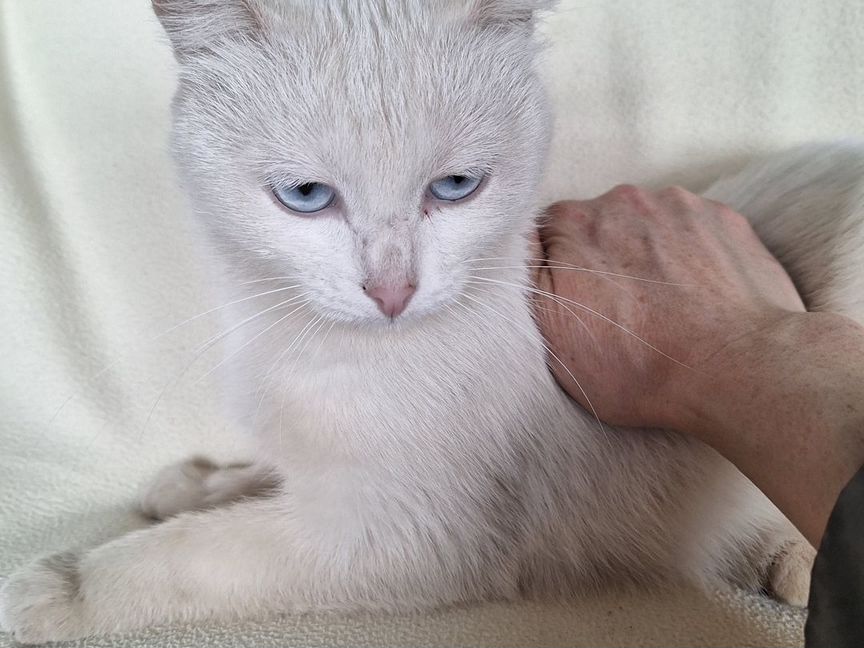 Голубоглазка