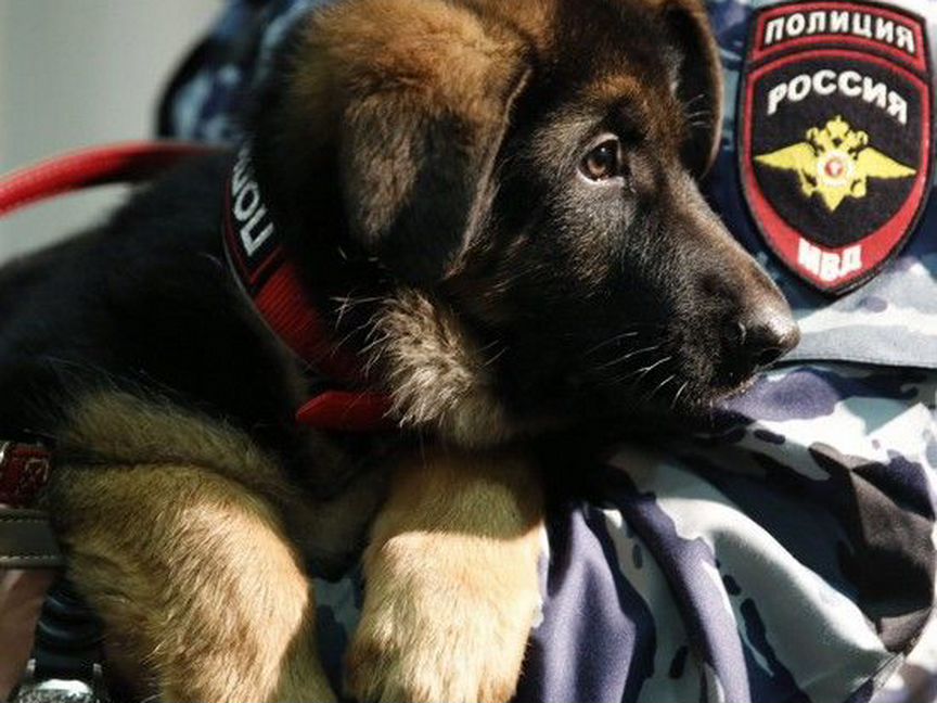 Чистокровные овчарки -немцы щенки -без документов