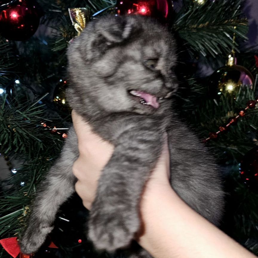 Шотландская принцесса