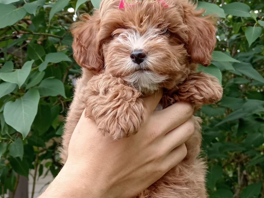 Щенки мальтипу