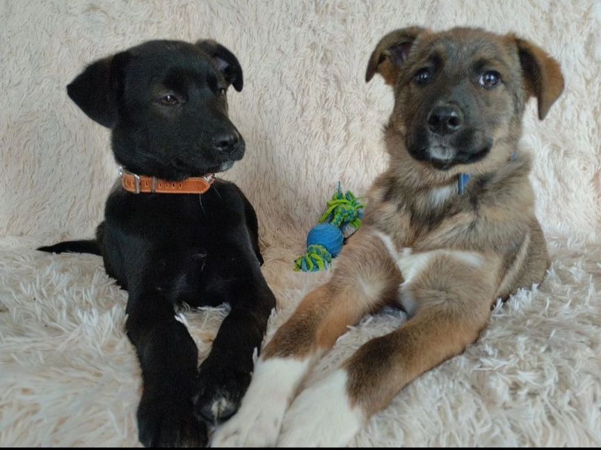 Лапочки щеночки в добрые ручки