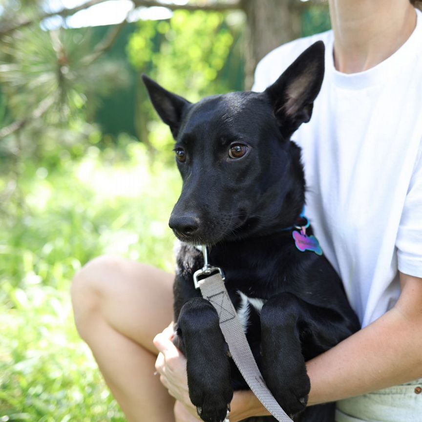 Щенок 4 месяца Шанель