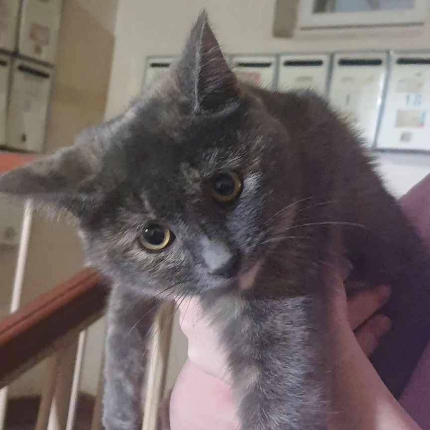 Котенок в добрые руки