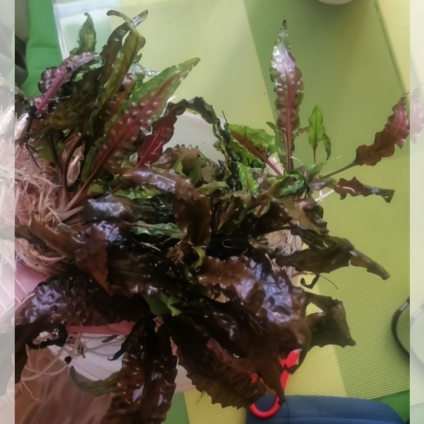 Аквариумное растение