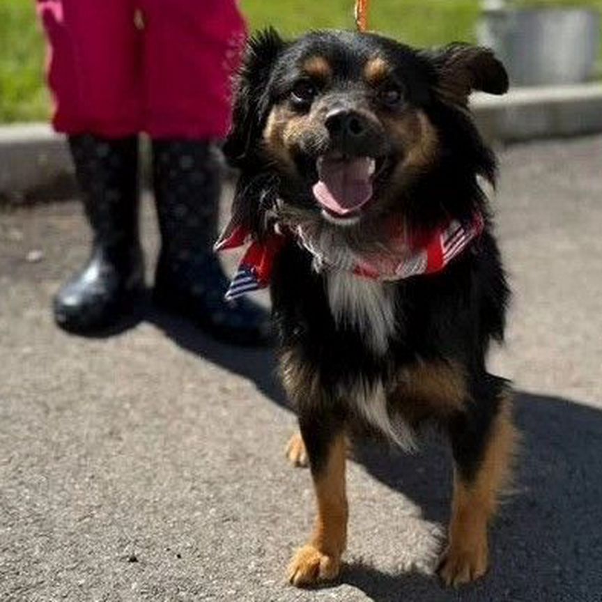 Взрослая собака в добрые руки