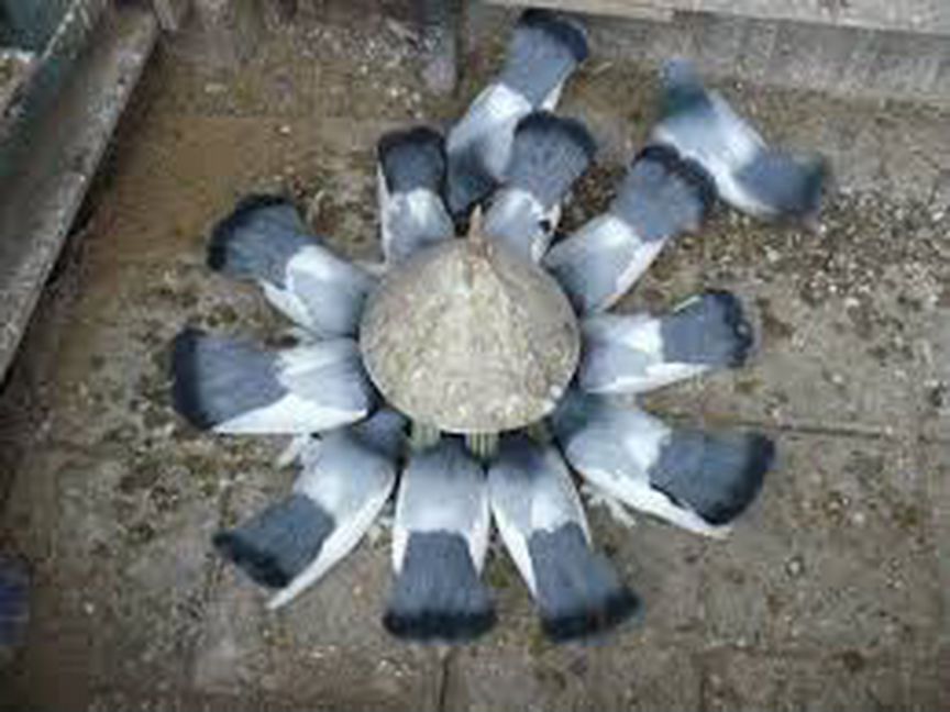 Голуби урюпинские синие