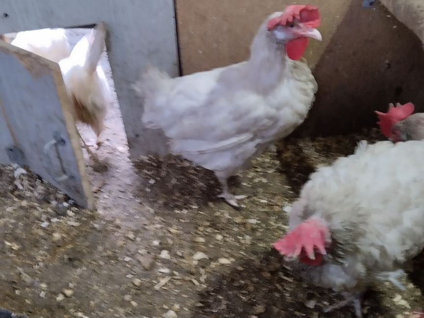 Куры несушки15 месяцев