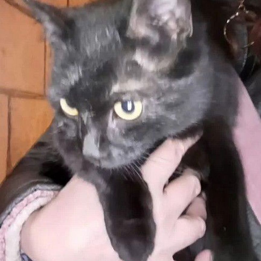 Котик