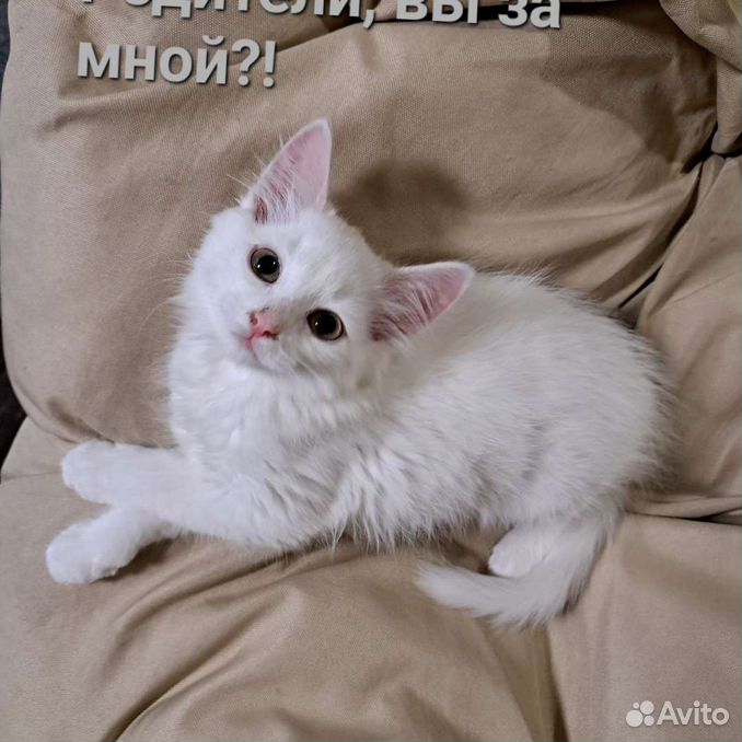 Котодети ищут своих любящих родителей