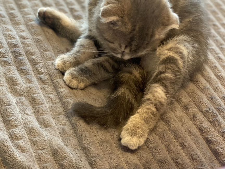 Котенок скотиш-фолд