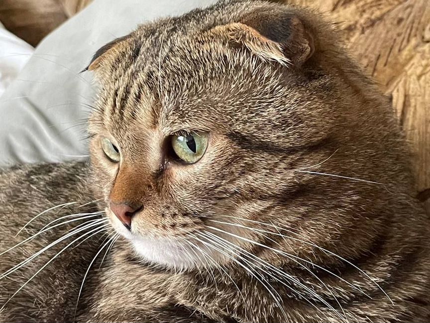 Кот