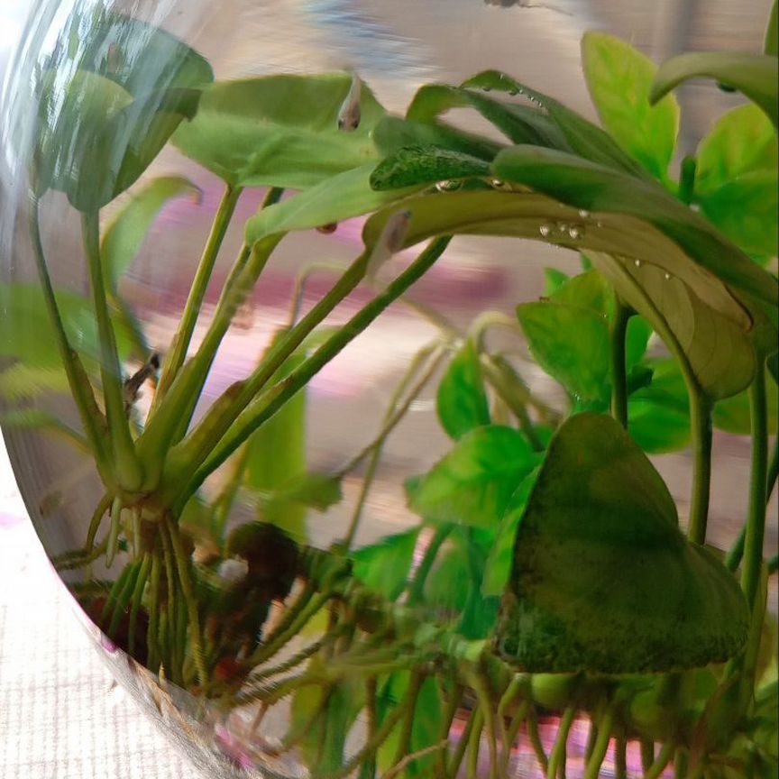 Мальки гуппи