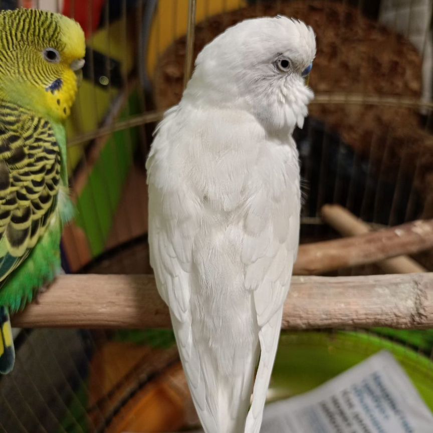 Попугай 2 шт самка и самец