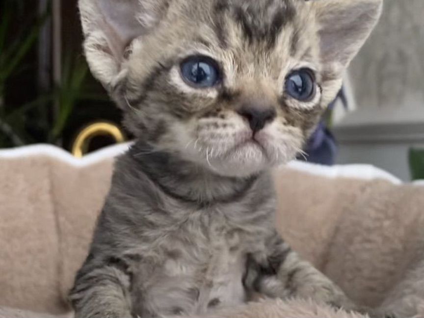 Мальчик Девон Рекс