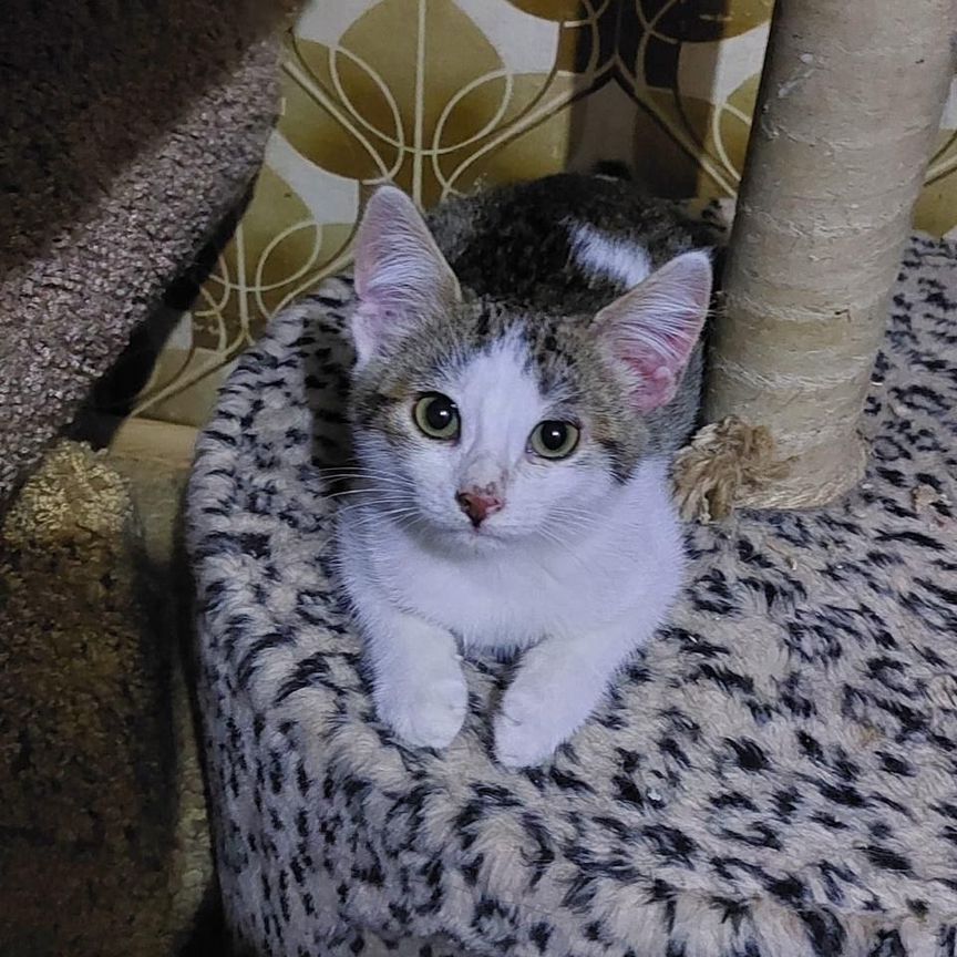 Кошка
